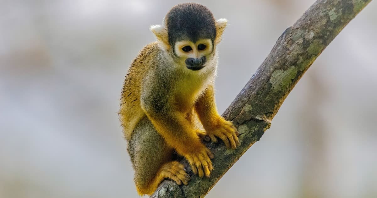 3-Day Manu Jungle Expedition from Cusco | Wildlife & Macaw Clay Lick ...